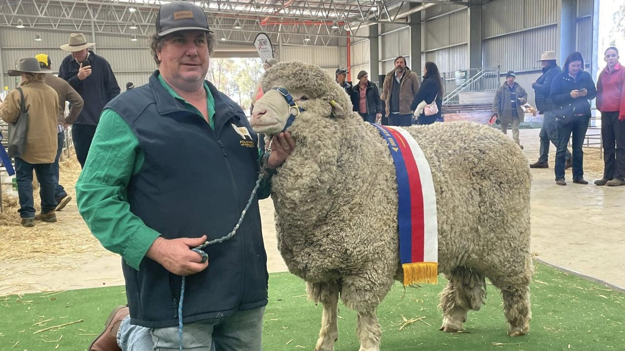 Tasmania's top fleeces on display at national championships | Tasmanian Country Newspaper